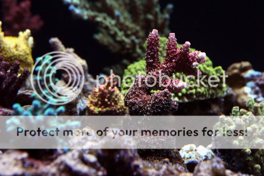 What is a nice pink Milli? | Reef2Reef