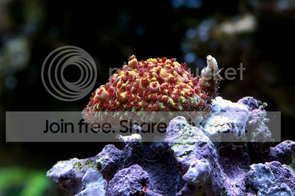 Show your rare SPS corals | Page 3 | Reef2Reef